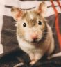 Hamster Names - 500+ Great Ideas For Naming Your Pet Hamster | PetPress