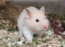 Hamster Names - 500+ Great Ideas For Naming Your Pet Hamster | PetPress
