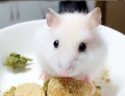 Hamster Names - 500+ Great Ideas For Naming Your Pet Hamster | PetPress