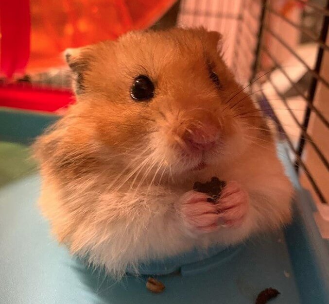 Female Hamster Names – Over 300 Cute Girl Hamster Names - PetPress