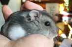 Female Hamster Names – Over 300 Cute Girl Hamster Names - PetPress