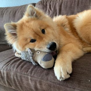 14 Weird Facts About Keeshonds You Didn`t Know | PetPress