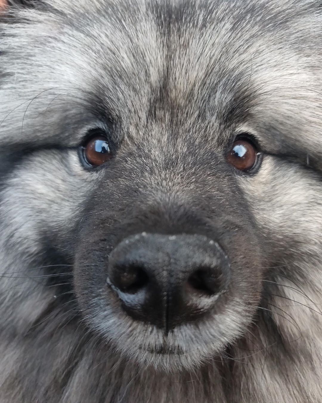 14 Weird Facts About Keeshonds You Didn`t Know - PetPress