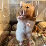Dwarf Hamster Names - Over 250 Great Ideas For Naming Your Hamster