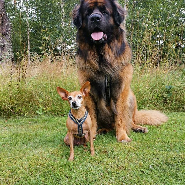 15 Impressive Facts About the Leonberger | Page 2 of 3 | PetPress