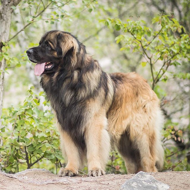15 Impressive Facts About the Leonberger | PetPress