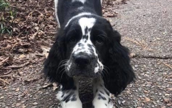 14 Springer Spaniels That Are The Weirdest Dogs In The World - PetPress