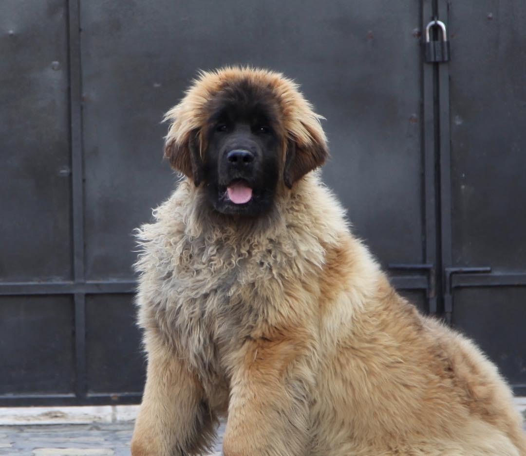 15 Photos That Prove That Leonbergers are For Home | PetPress