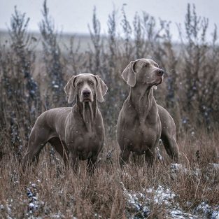 14 Things Only Weimaraner People Know - PetPress