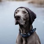 14 Things Only Weimaraner People Know | PetPress
