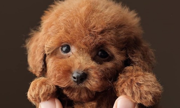 14 Toy Poodles That Will Brighten Your Day Immediately - PetPress