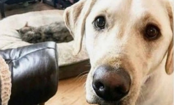 The 14 Funniest Labrador Retriever Memes of All Times - PetPress