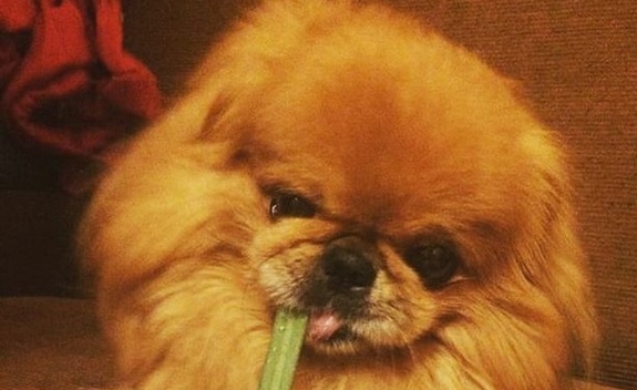 14 Funny Pekingese Pics That Will Make Your Day! | PetPress