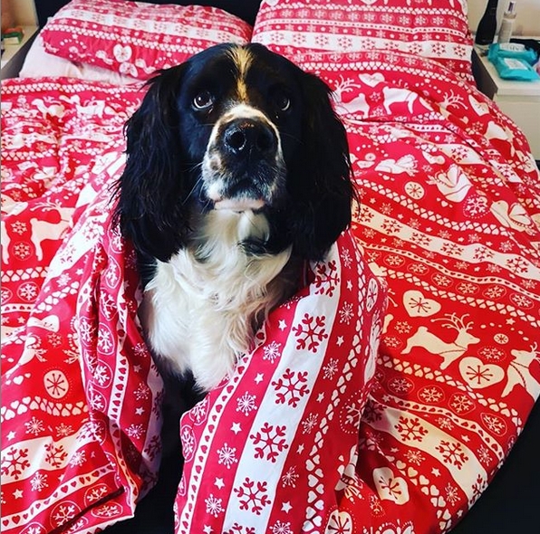 14 Funny Springer Spaniels Who are Tired of Christmas - Page 2 of 3 ...