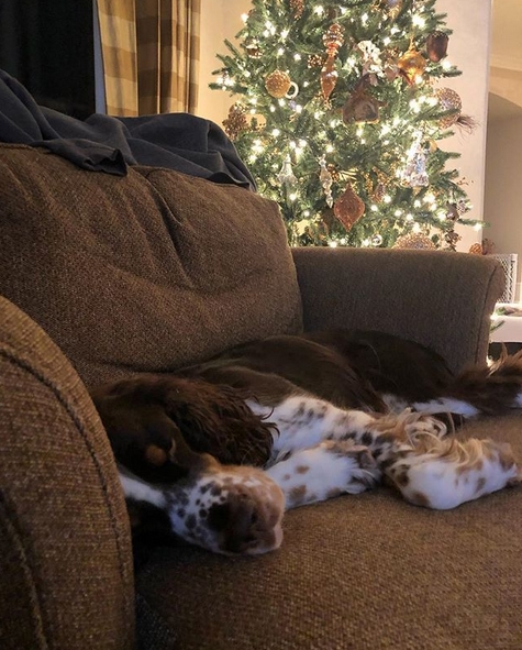 14 Funny Springer Spaniels Who are Tired of Christmas - PetPress