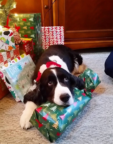 14 Funny Springer Spaniels Who are Tired of Christmas - PetPress