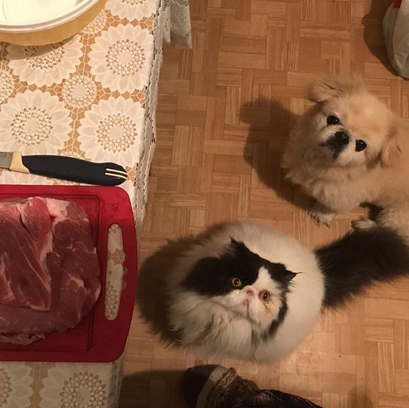 14 Funny Pekingese Pics That Will Make Your Day! | PetPress
