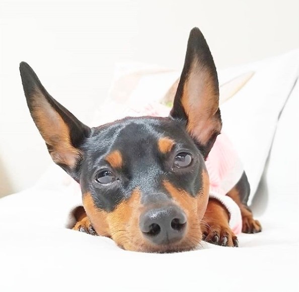14 Points From The History Of The Origin Of The Miniature Pinscher ...