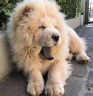 14 Pics Proving That Chow Chow is the Cutest Dog Breed Ever | Page 3 of ...