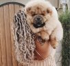 14 Pics Proving That Chow Chow is the Cutest Dog Breed Ever | Page 3 of ...