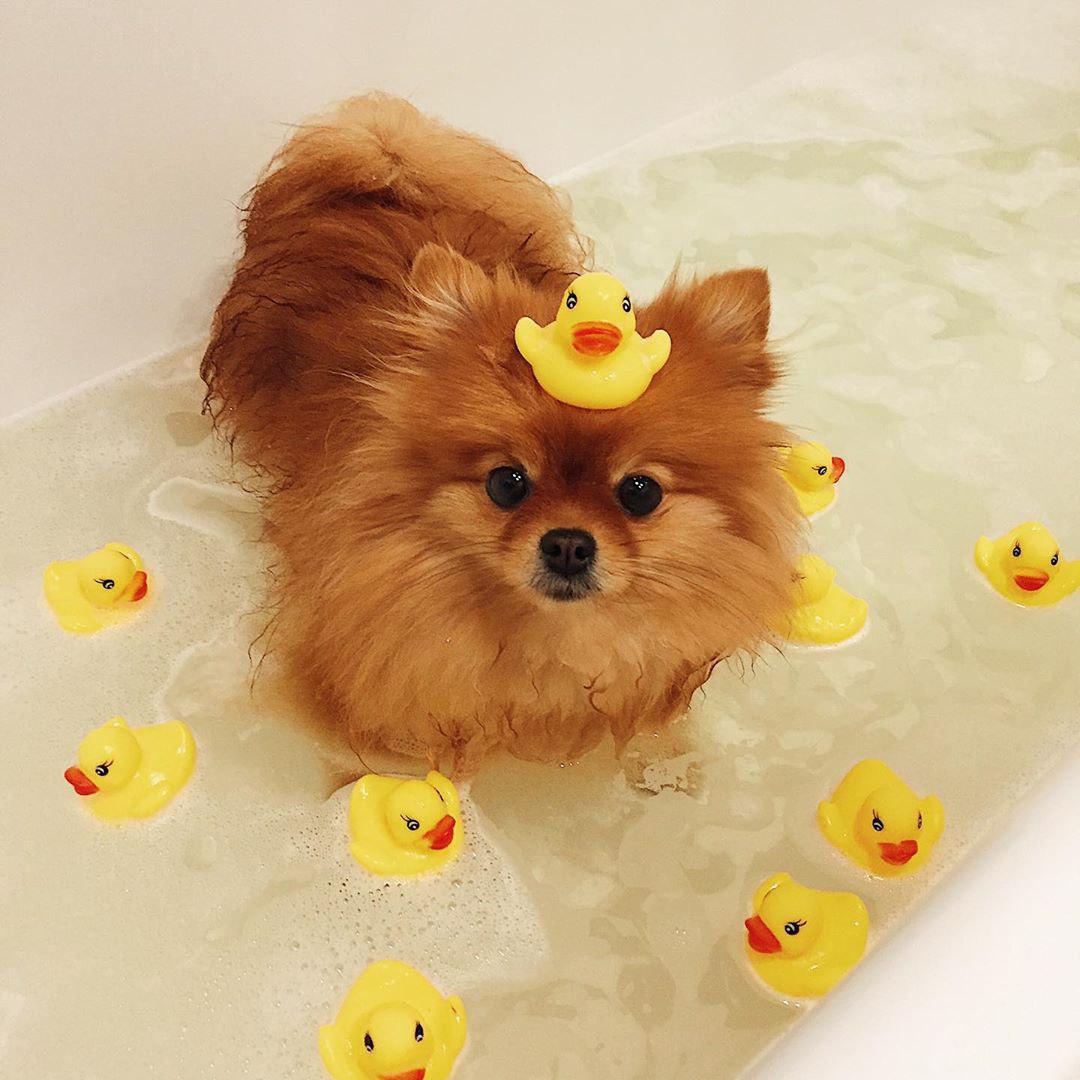 15 Funny Pomeranians Who Will Make You Smile! | Page 2 of 3 | PetPress