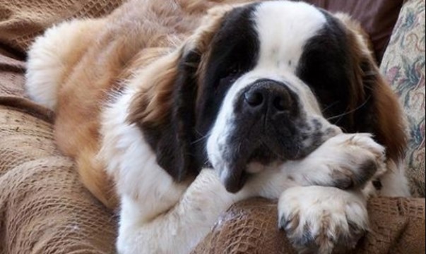 The 14 Funniest Saint Bernard Memes That Will Make You Laugh - PetPress