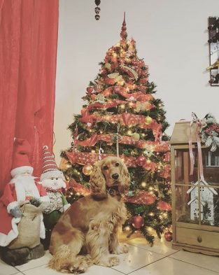 14 Funny Pictures Proving That Cocker Spaniels Love Christmas - PetPress