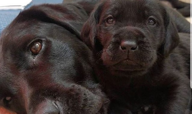 14 Friendly Facts About Labrador Retrievers - PetPress