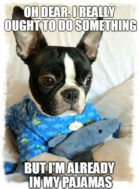 The 14 Cutest Boston Terrier Memes of All Time | Page 3 of 3 | PetPress