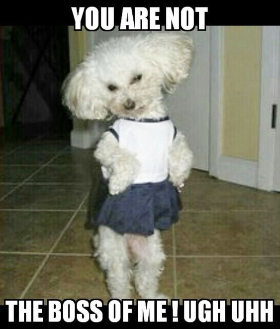 14 Hilarious Poodle Memes That Will Make You Smile - Page 2 of 3 - PetPress