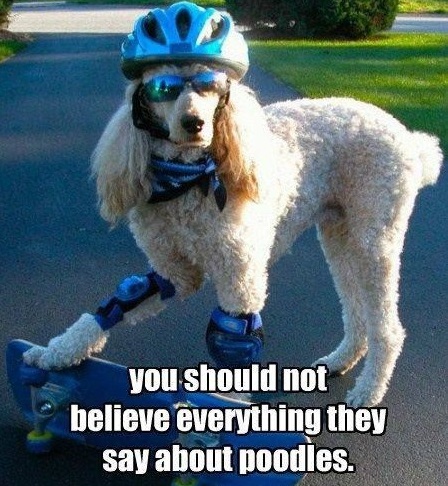 14 Hilarious Poodle Memes That Will Make You Smile - Page 2 of 3 - PetPress