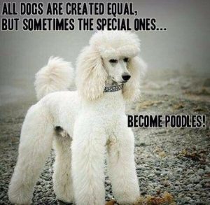 14 Hilarious Poodle Memes That Will Make You Smile - Page 2 of 3 - PetPress