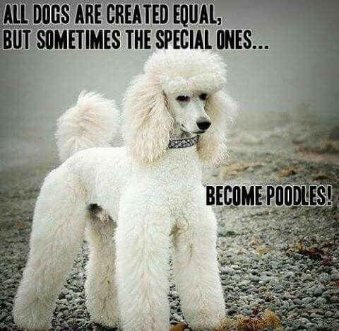 14 Hilarious Poodle Memes That Will Make You Smile - Page 2 of 3 - PetPress