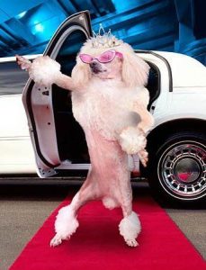 14 Hilarious Poodle Memes That Will Make You Smile - PetPress