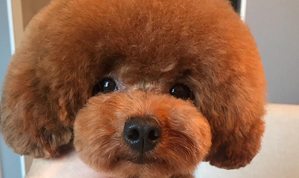 14 Hilarious Poodle Memes That Will Make You Smile - PetPress