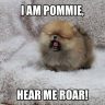 14 Funny Pomeranian Memes That Will Make You Cry Laughing | PetPress