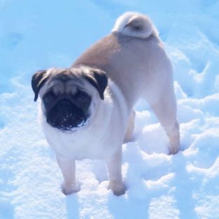 14 Pugs Who Love The Snow - PetPress