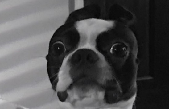 The 14 Funniest Boston Terrier Memes of All Time! - PetPress