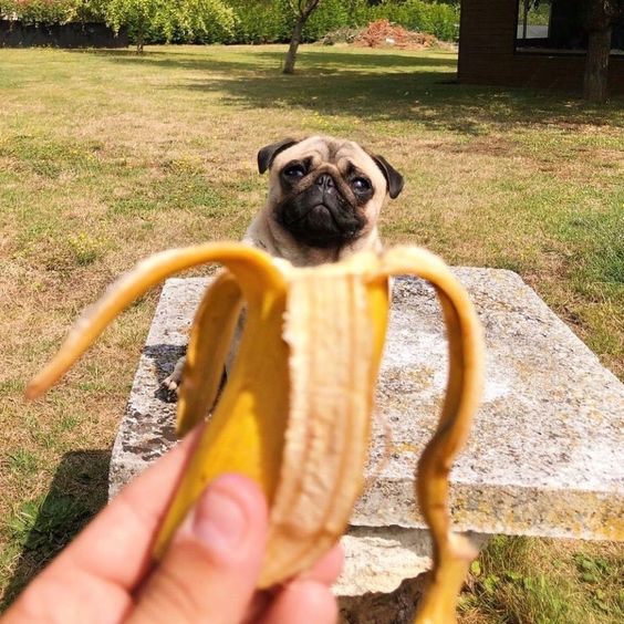 14 Funny Pugs to Cheer You Up | Page 3 of 3 | PetPress