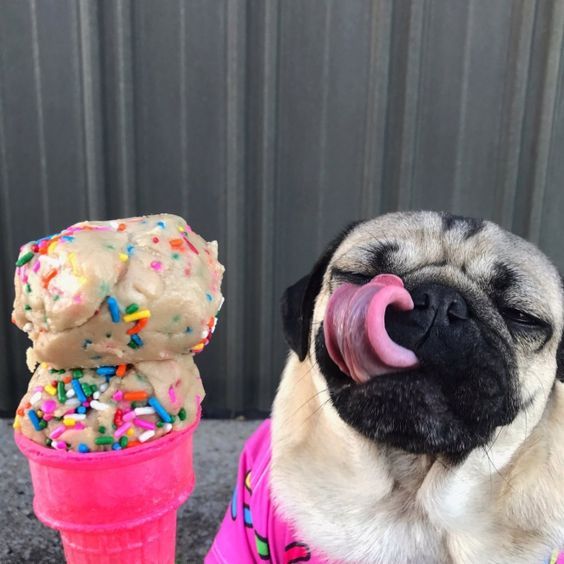 14 Funny Pugs to Cheer You Up | Page 2 of 3 | PetPress
