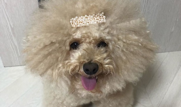 14 Funny Poodle Memes That Will Make You Smile! | Page 2 of 3 | PetPress