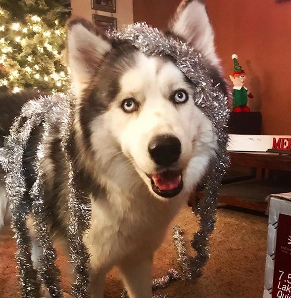 14 Funny Huskies Who Know Exactly How to Decorate House for Christmas ...