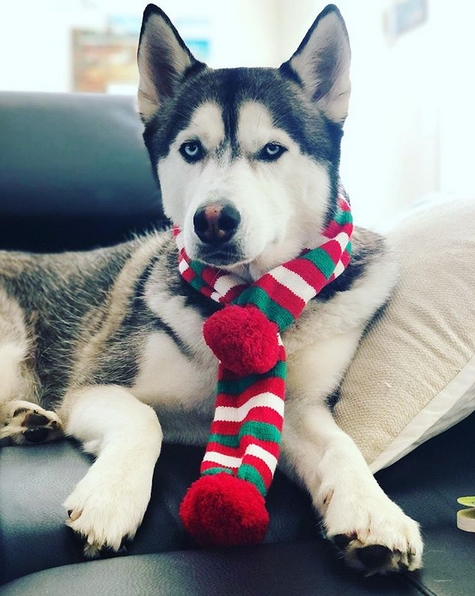 14 Funny Huskies Who Know Exactly How to Decorate House for Christmas ...