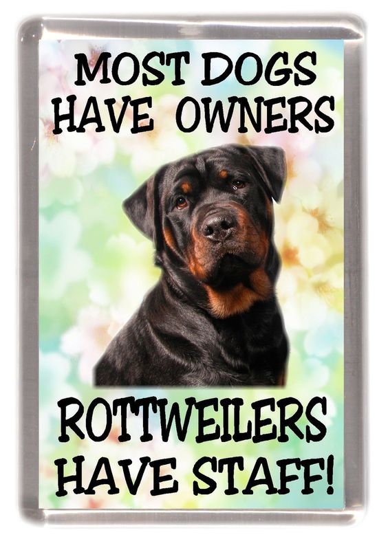 15 Funny Rottweiler Memes To Make Your Day! | Page 3 of 4 | PetPress
