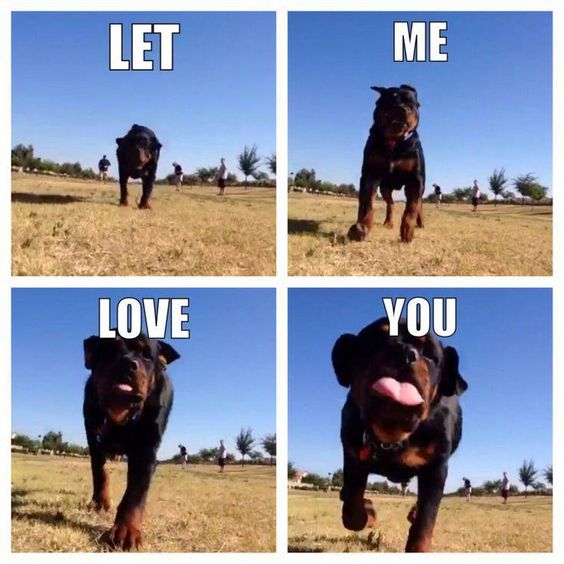 15 Funny Rottweiler Memes To Make Your Day! - Page 2 of 4 - PetPress