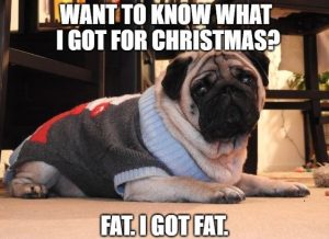 14 Funny Pug Memes That Will Make You Happy! | Page 3 of 3 | PetPress