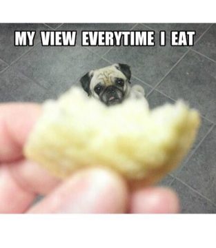 14 Funny Pug Memes That Will Make You Happy! - Page 2 of 3 - PetPress