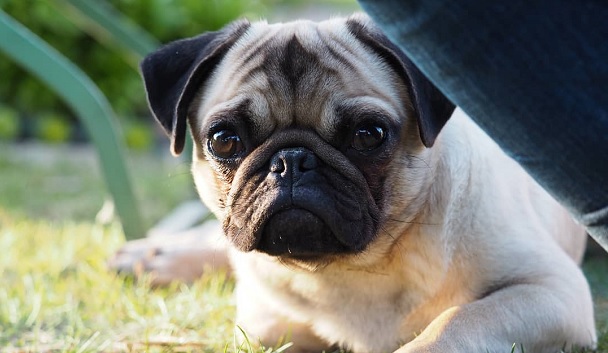 14 Reasons Why We Love And Adore Pugs - PetPress