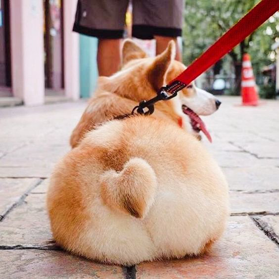 14 Hilarious Corgi Memes To Make You Smile | Page 2 of 3 | PetPress