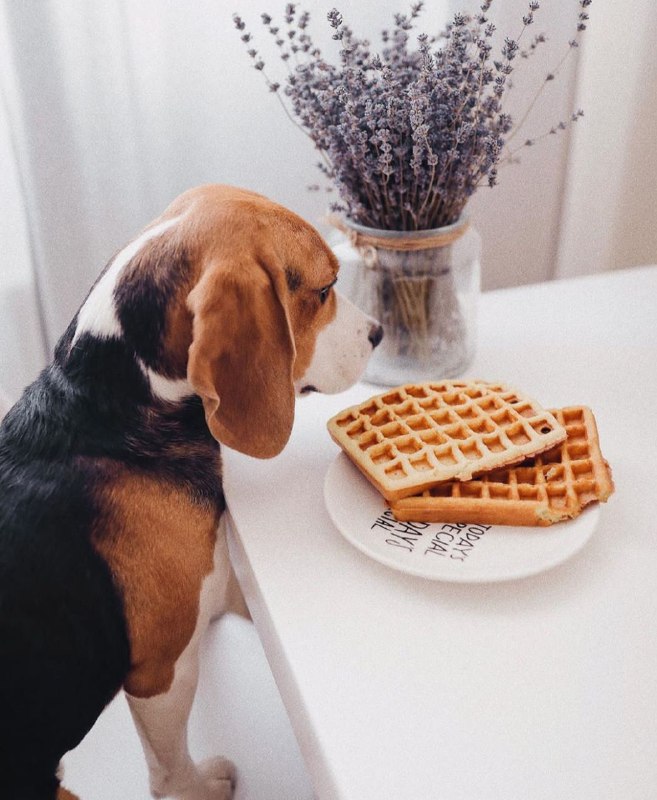 14 Funny Beagle Memes To Make Your Day - PetPress